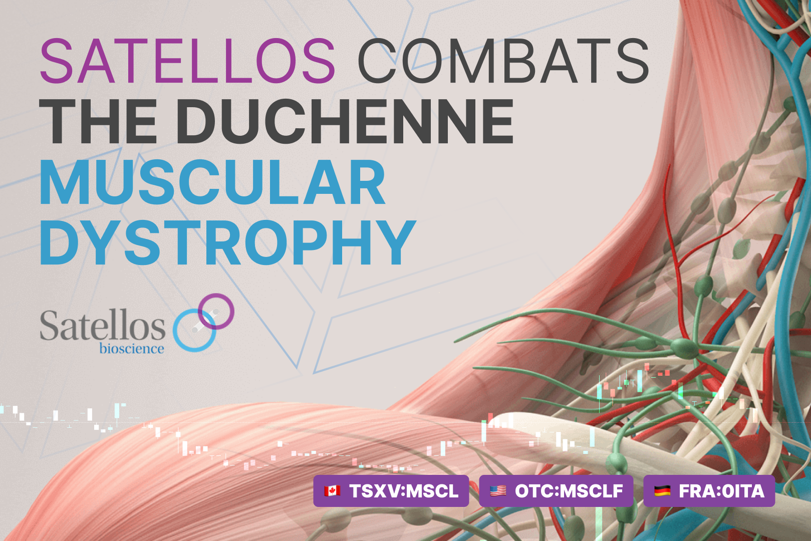 Satellos Combats the Duchenne Muscular Dystrophy | VHLA Media